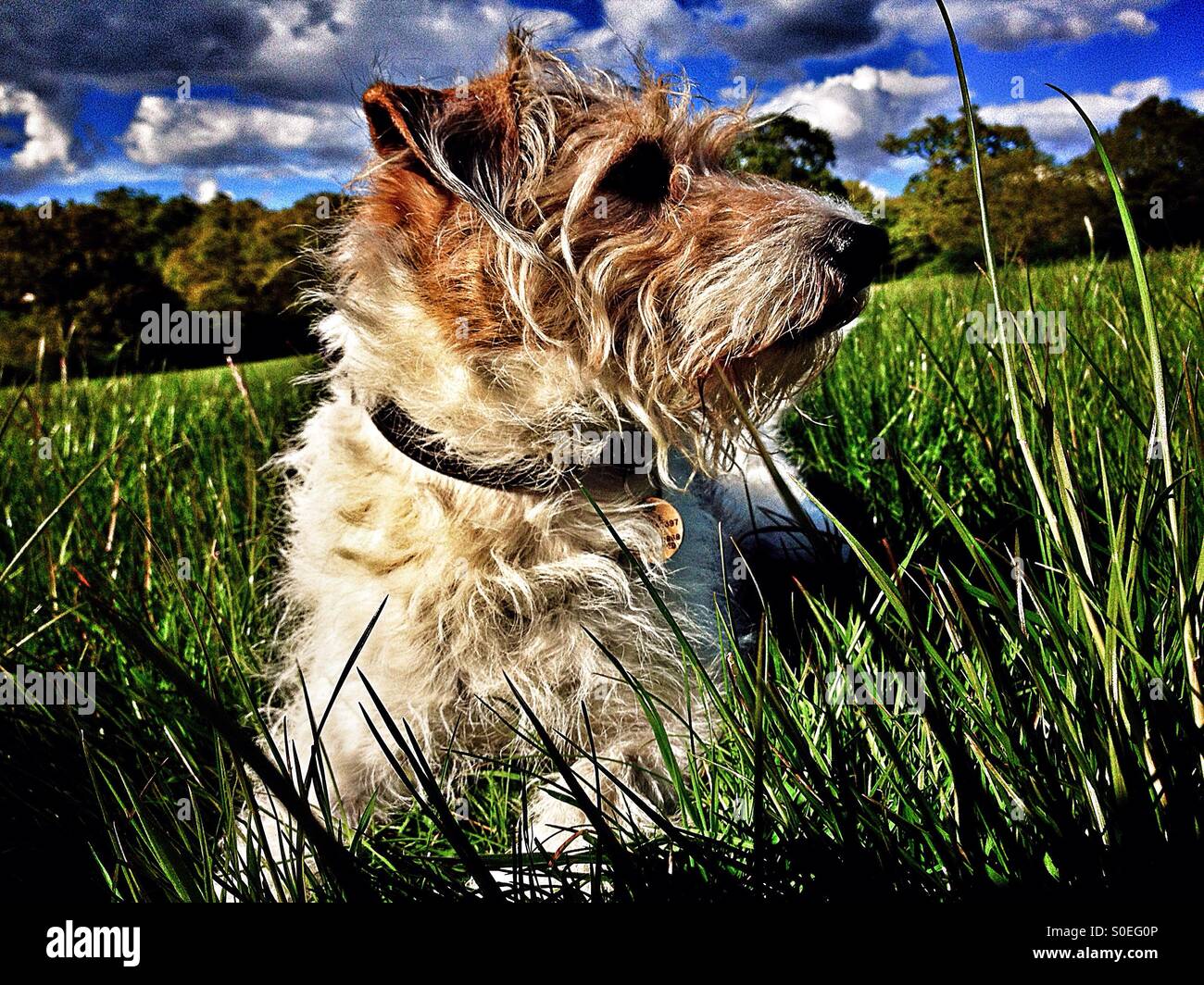 Alert dog in a tree lined field Stock Photo - Alamy