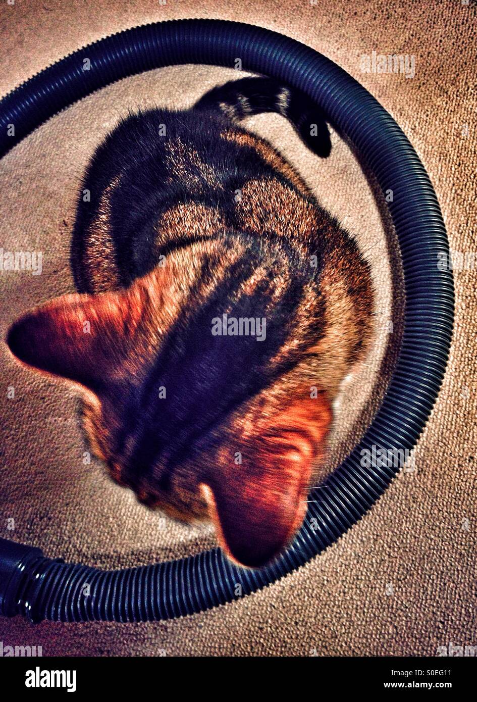 Hose cat hi-res stock photography and images - Alamy