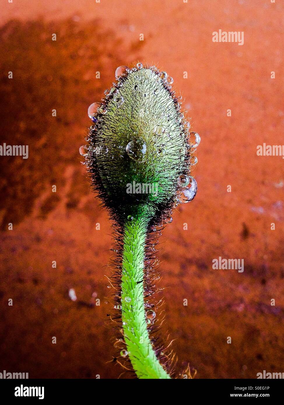Poppy bud with dew Stock Photo - Alamy