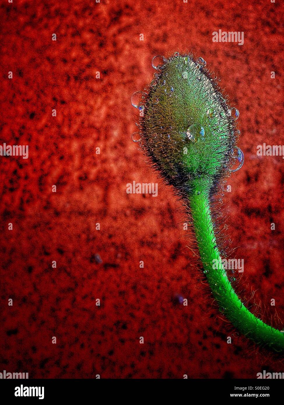 Poppy bud and dew Stock Photo - Alamy