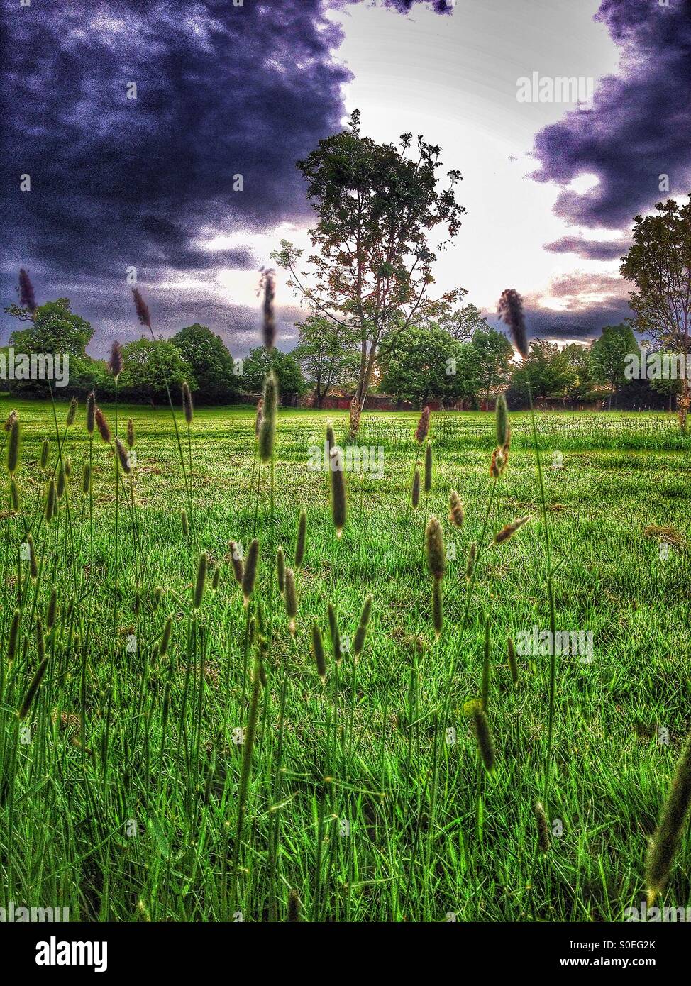 Seeding grass in a field with trees in background Stock Photo - Alamy