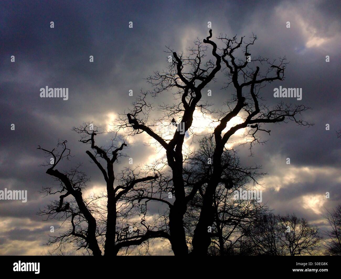 Winter gray sky hi-res stock photography and images - Alamy