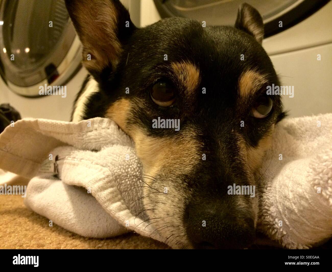 Cute helper hi-res stock photography and images - Alamy