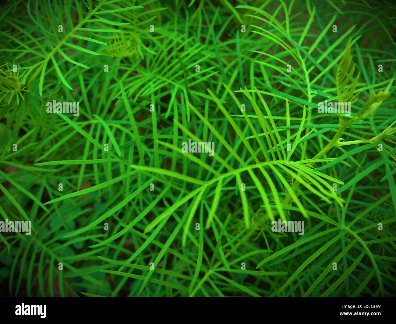 Cypress vines hi-res stock photography and images - Alamy