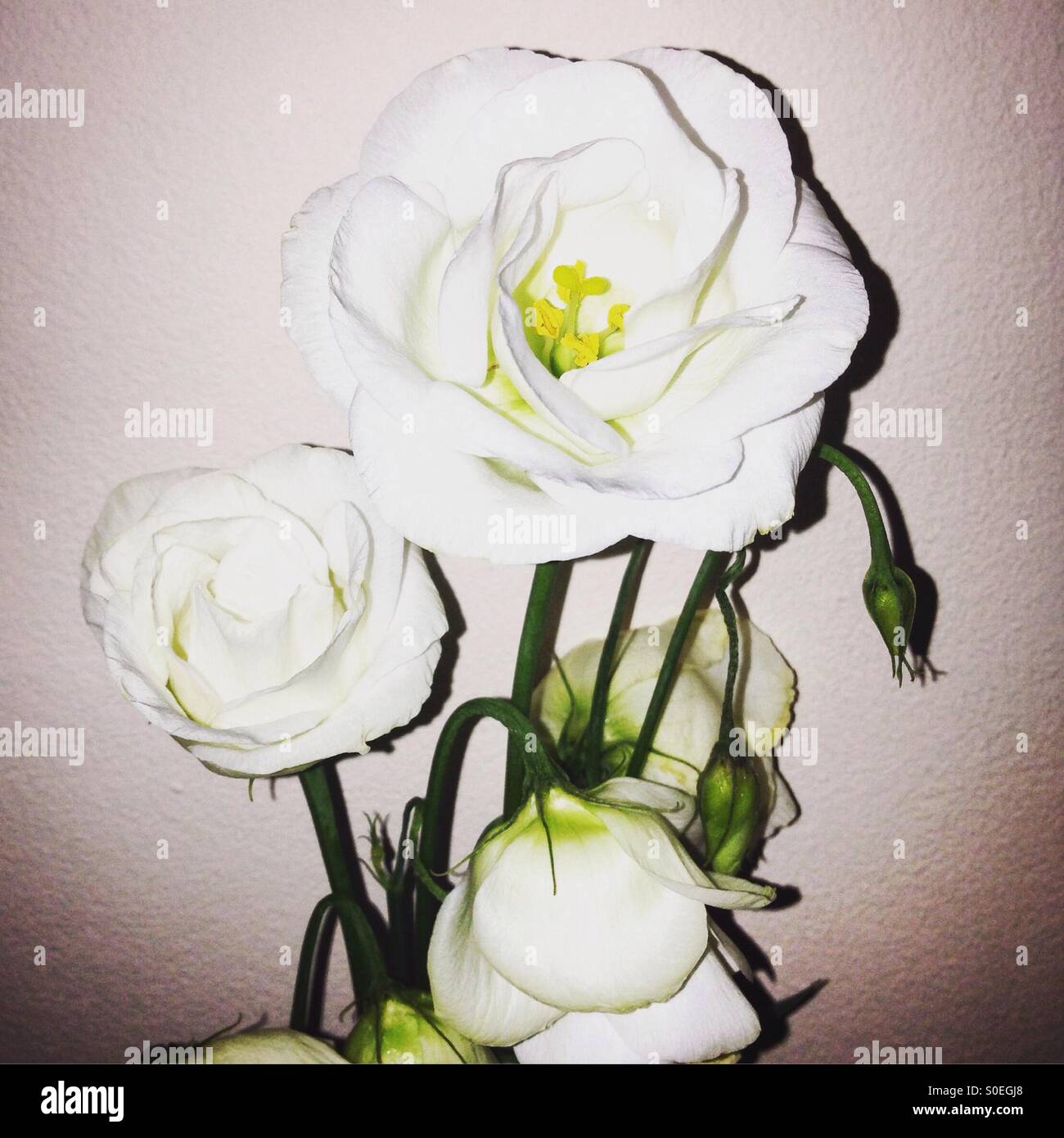 A_rose hi-res stock photography and images - Alamy
