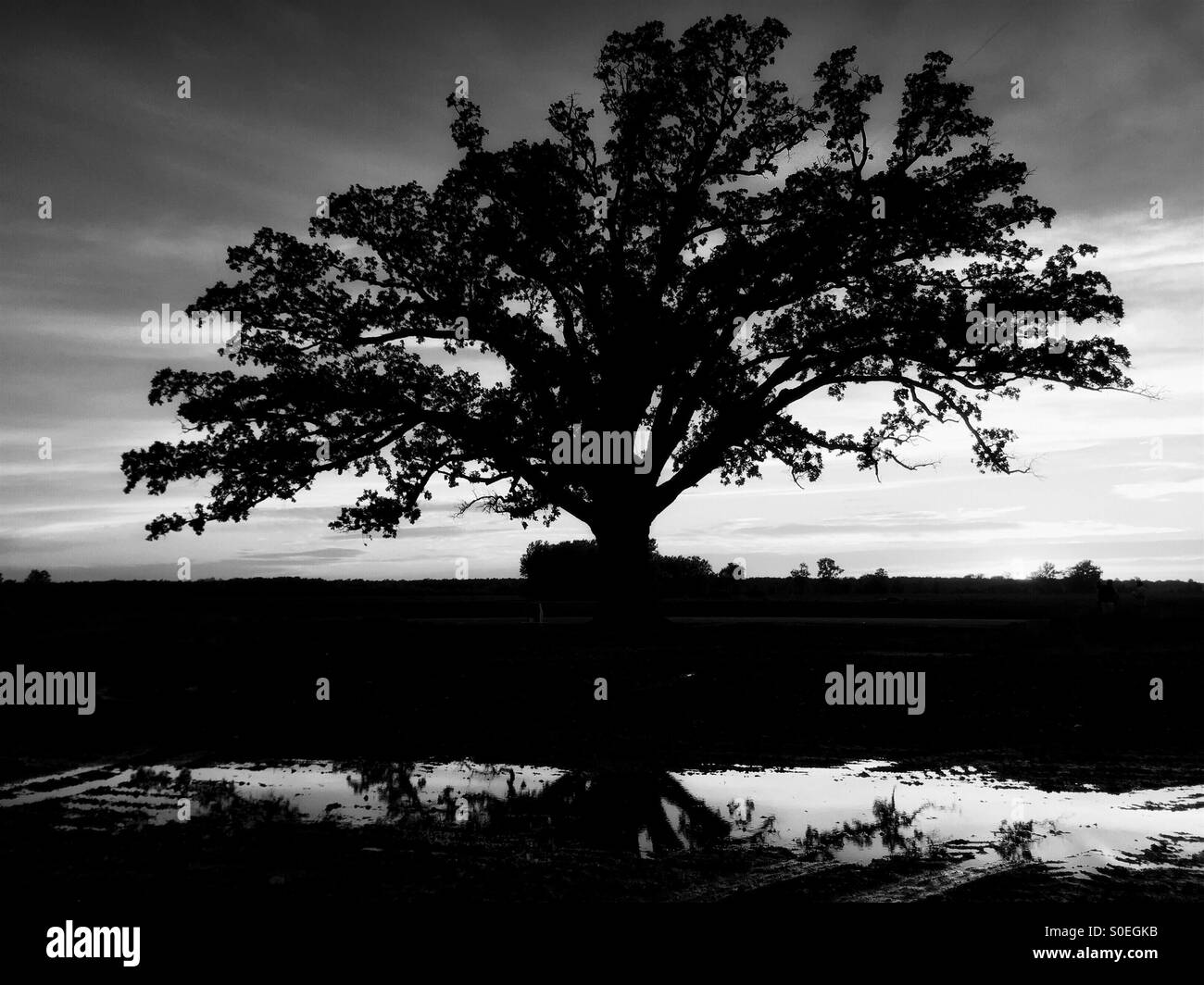 Reflection of the tree Black and White Stock Photos & Images - Alamy