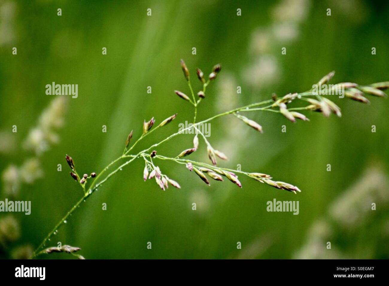 Weed glistens in rain Stock Photo - Alamy