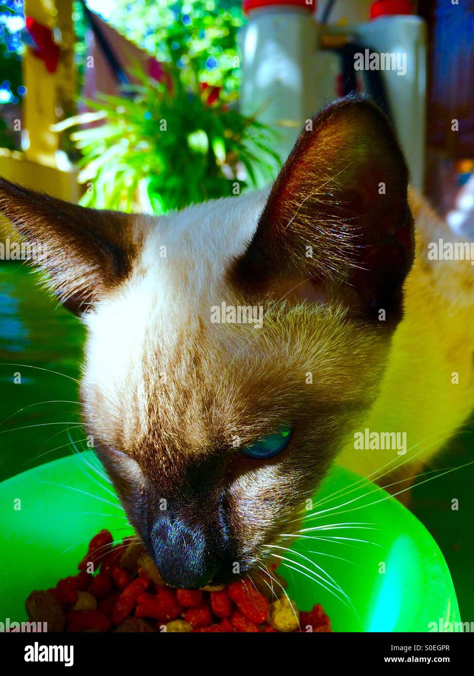 Hd cat hi-res stock photography and images - Alamy