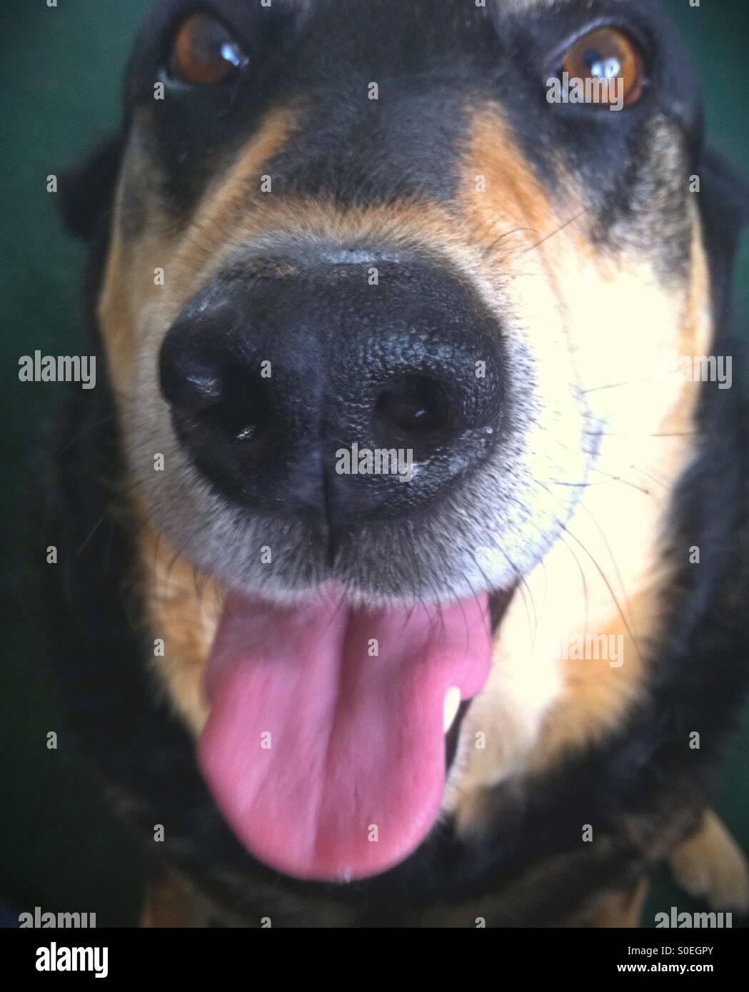 Mans best hi-res stock photography and images - Alamy