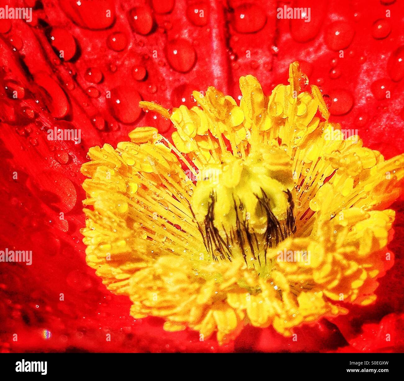 Red poppy yellow seed heads Stock Photo - Alamy