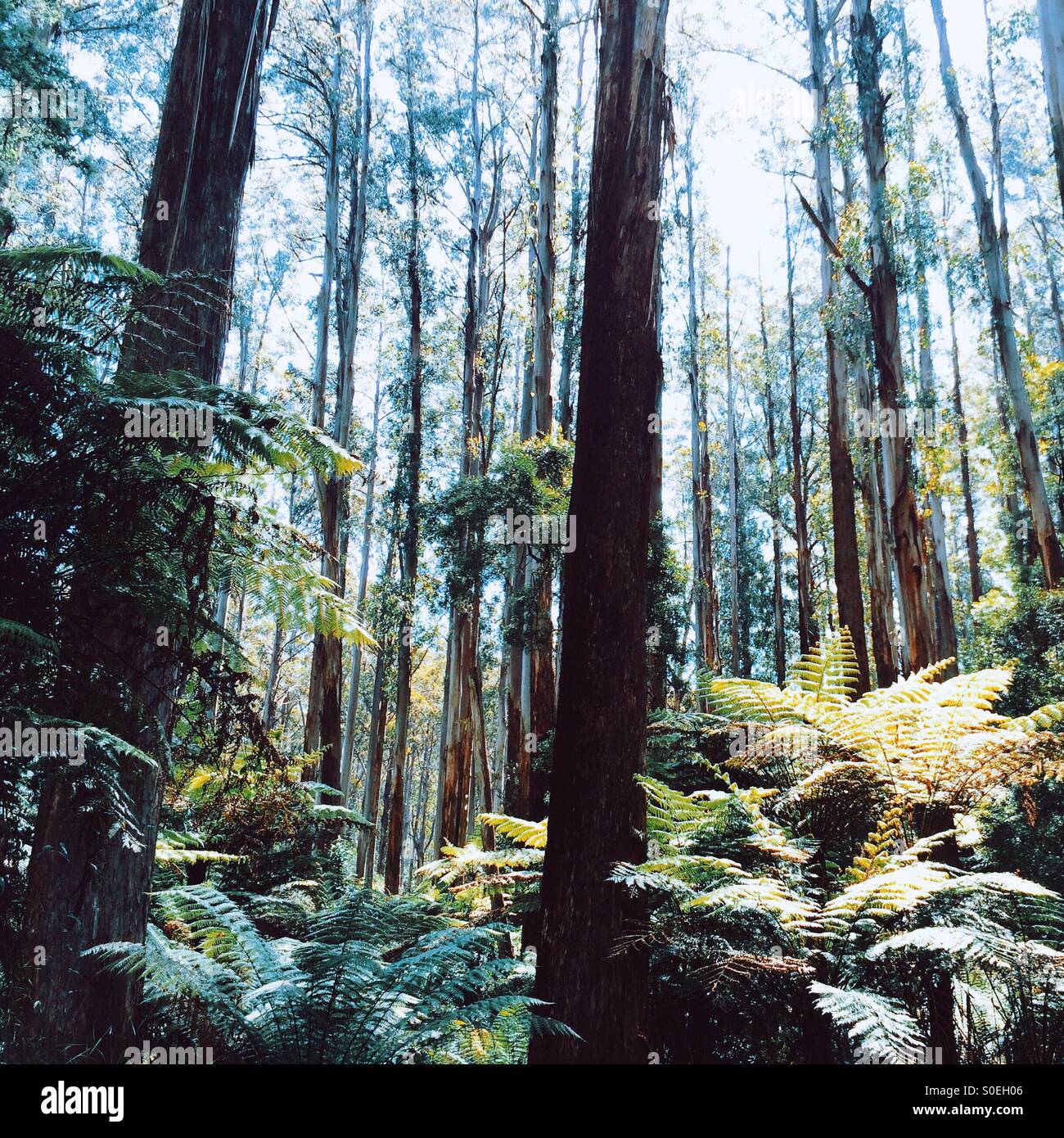 Mountain Ash forest, Dandenong Ranges, Victoria, Australia Stock Photo ...