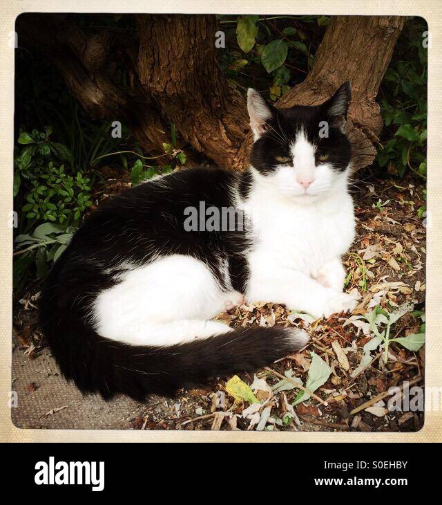 Cat under a tree hi-res stock photography and images - Alamy