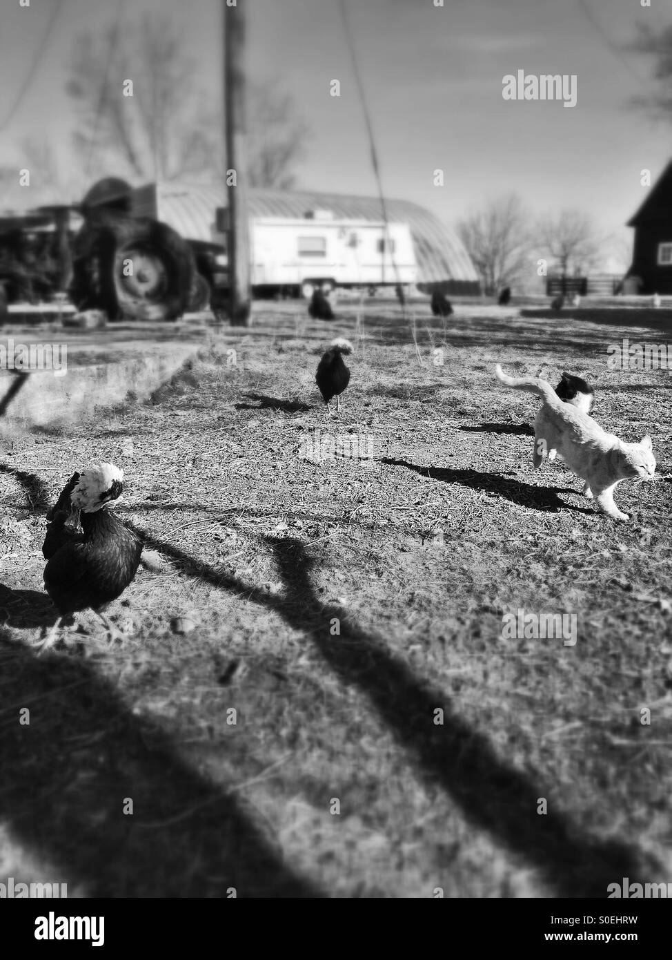 Barnyard cat hi-res stock photography and images - Alamy