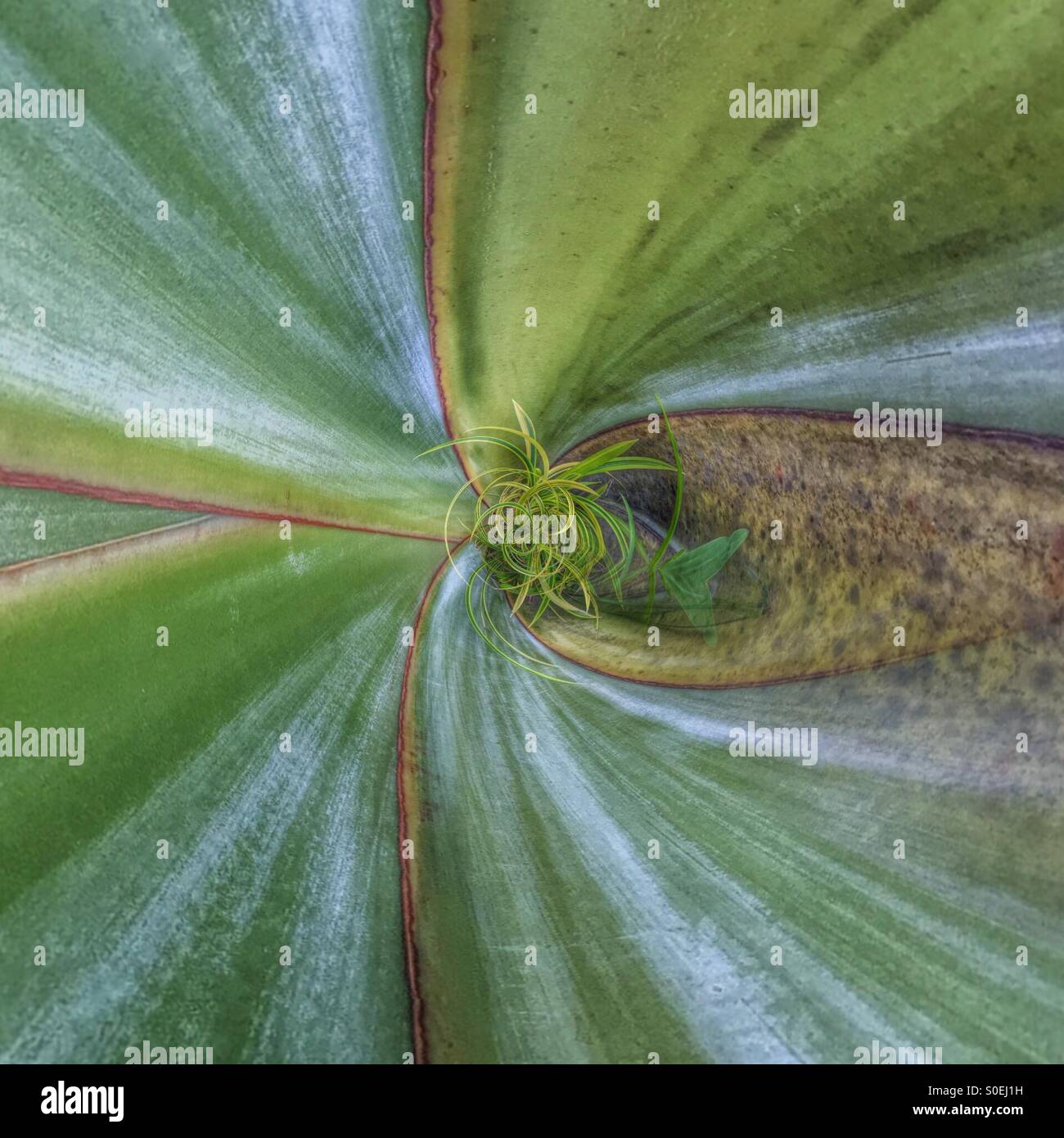 Tiny grass plant Stock Photo - Alamy