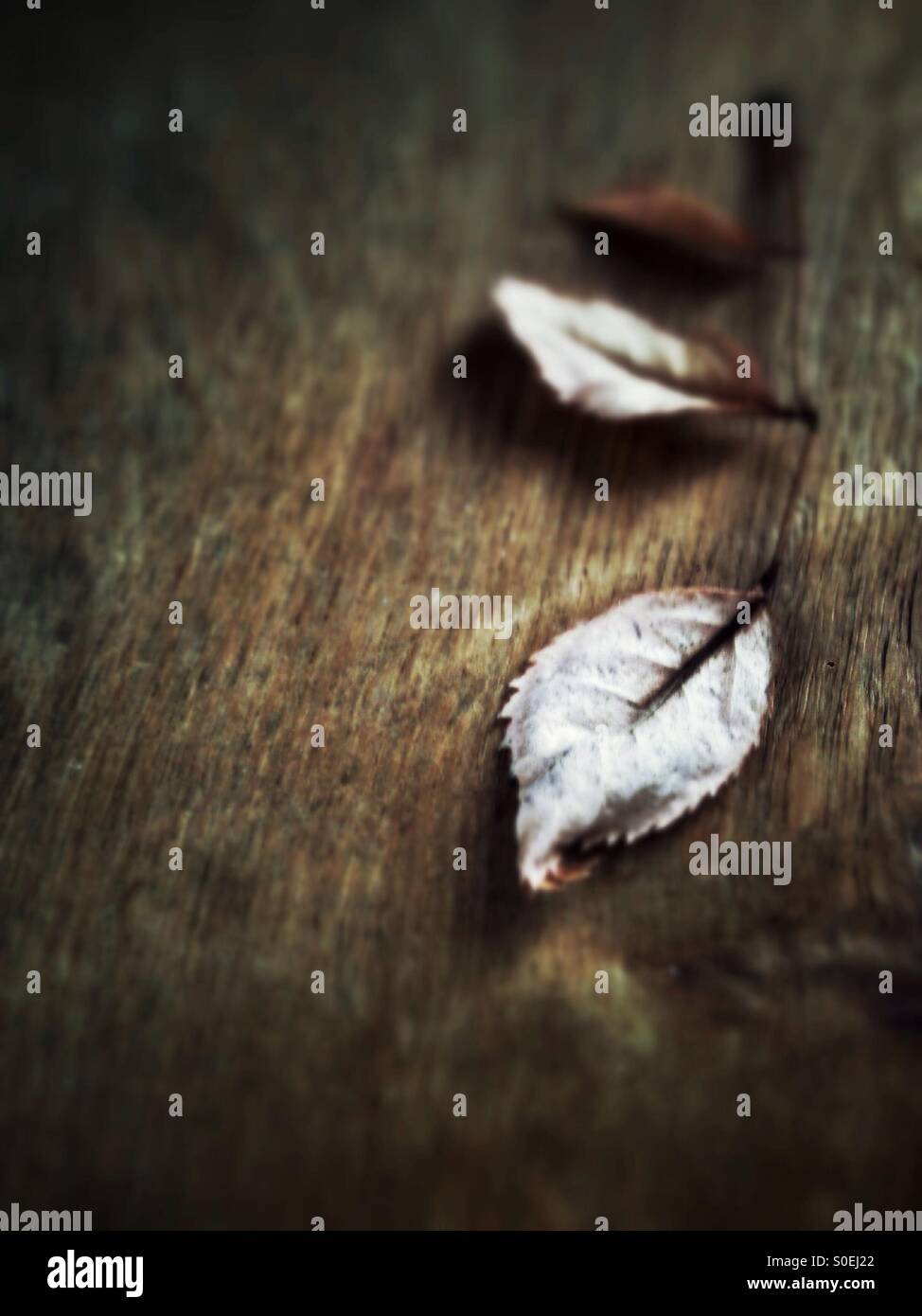 Three leaves hi-res stock photography and images - Alamy