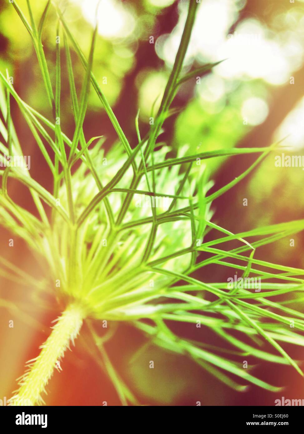 Queen annes lace weed hi-res stock photography and images - Alamy