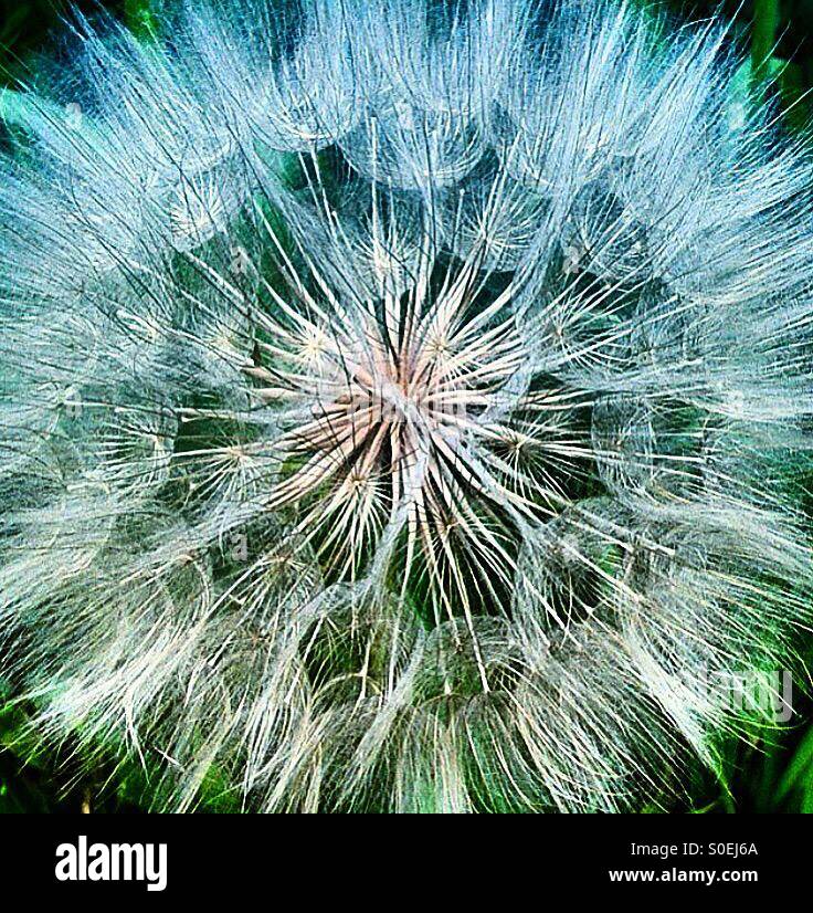 Inside of a dandelion Stock Photo - Alamy