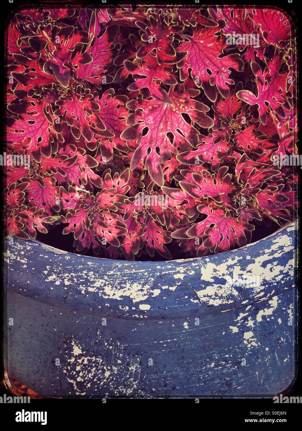 Pot plant with colourful leaves Stock Photo - Alamy