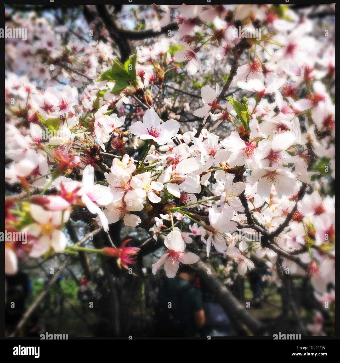 Cherry tree in bloom Stock Photo - Alamy