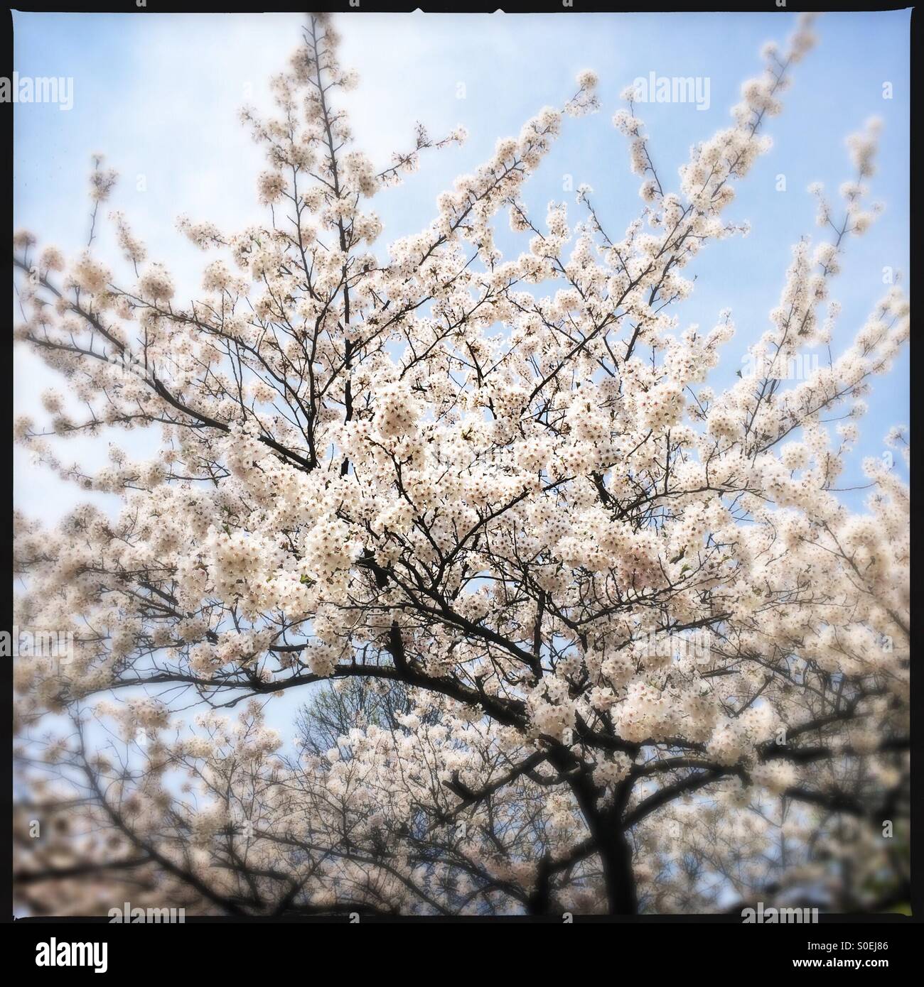 Cherry tree in bloom Stock Photo - Alamy