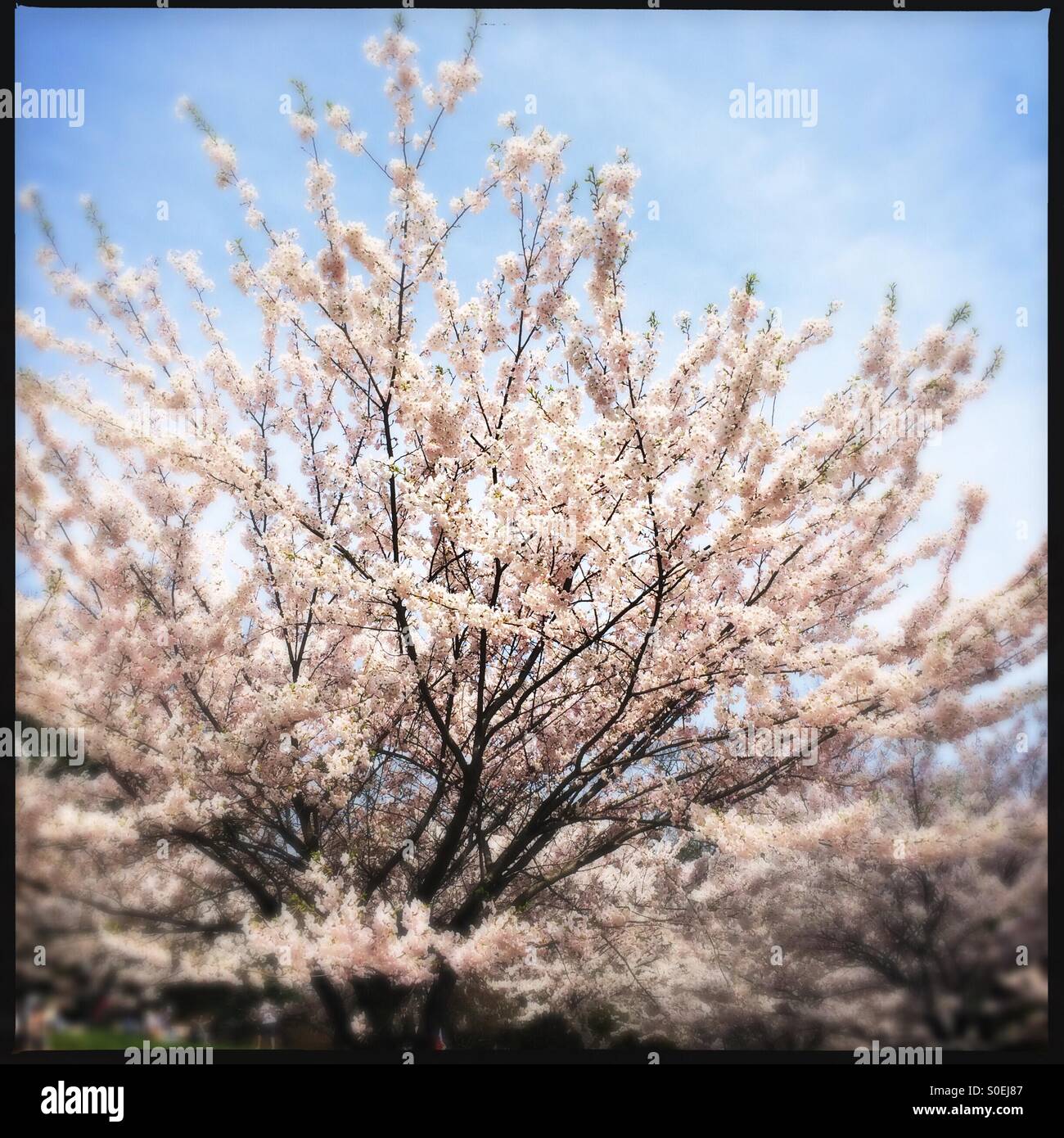 Cherry tree in bloom Stock Photo - Alamy