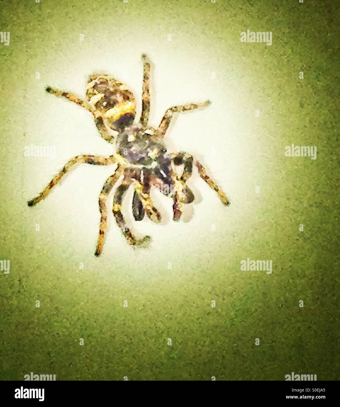 Creepy legs hi-res stock photography and images - Alamy