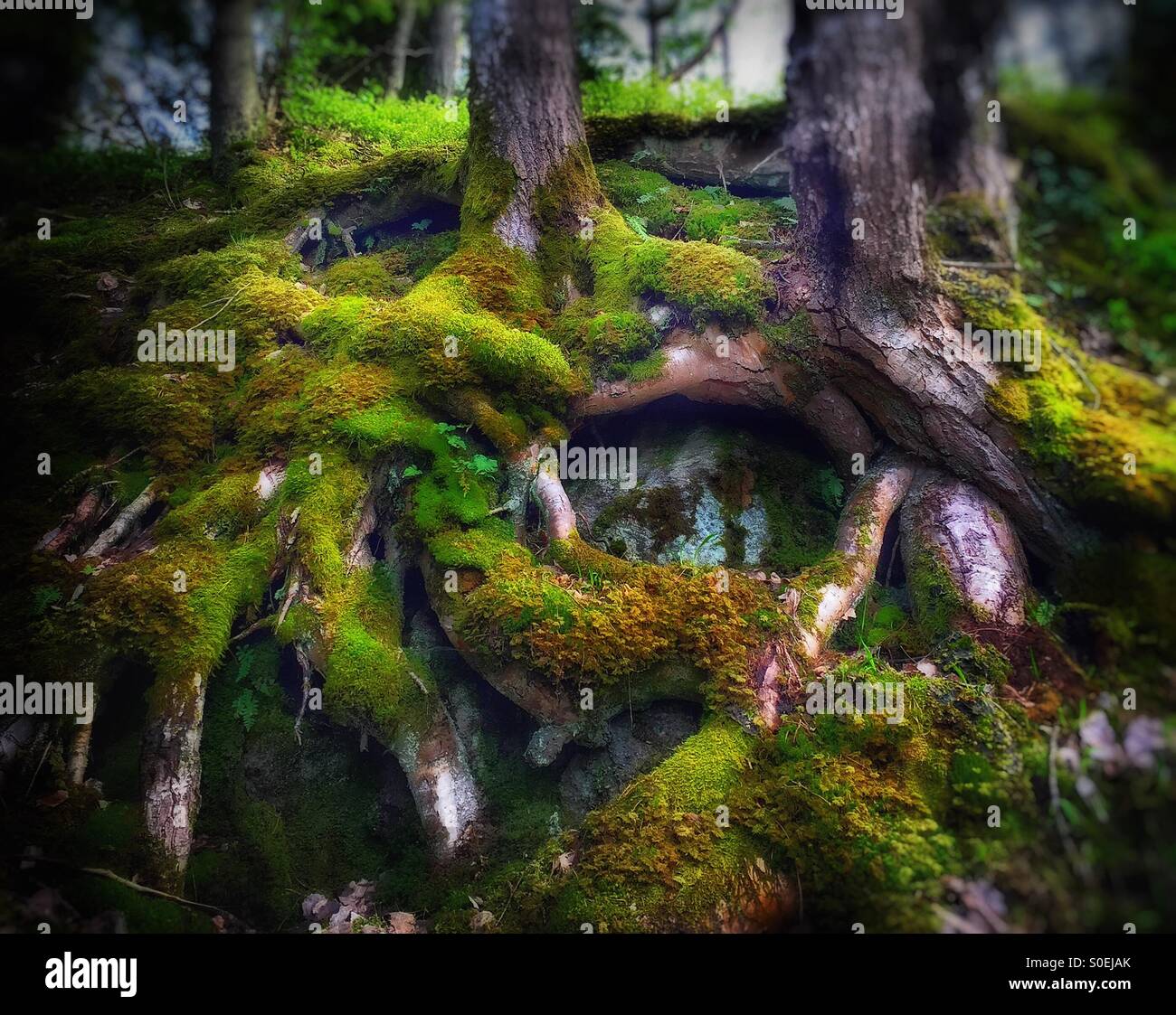 Deep roots hi-res stock photography and images - Alamy