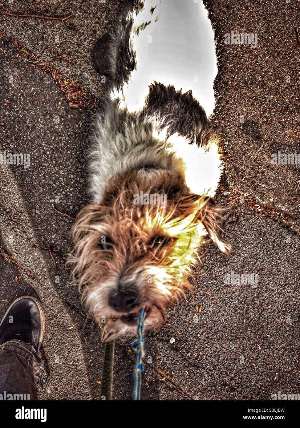 Dog pulling on rope Stock Photo - Alamy