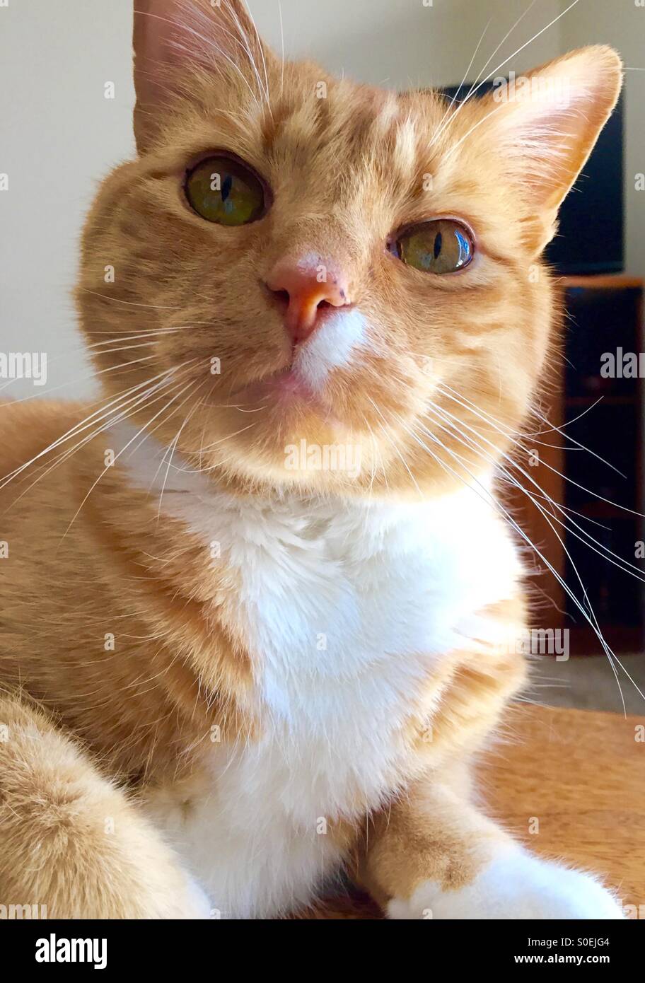Orange cat with an expectant look on his face Stock Photo - Alamy