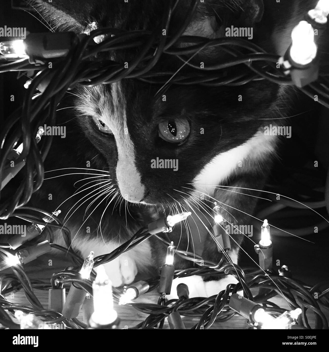 Pretty kitty hi-res stock photography and images - Alamy