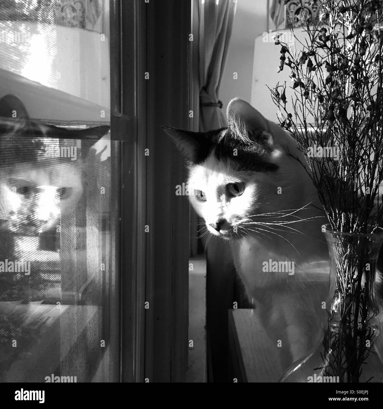 Cat looking out of window Stock Photo - Alamy