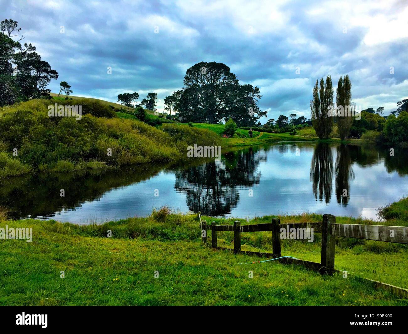 Tree and its reflection Stock Photo - Alamy