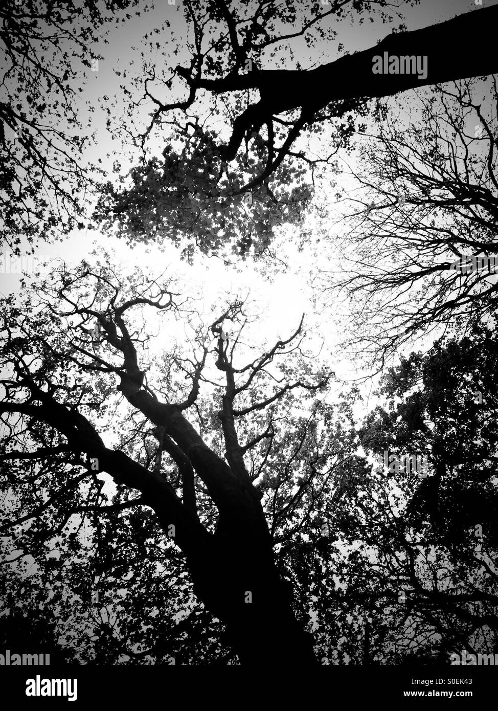 Trees black oak hi-res stock photography and images - Alamy