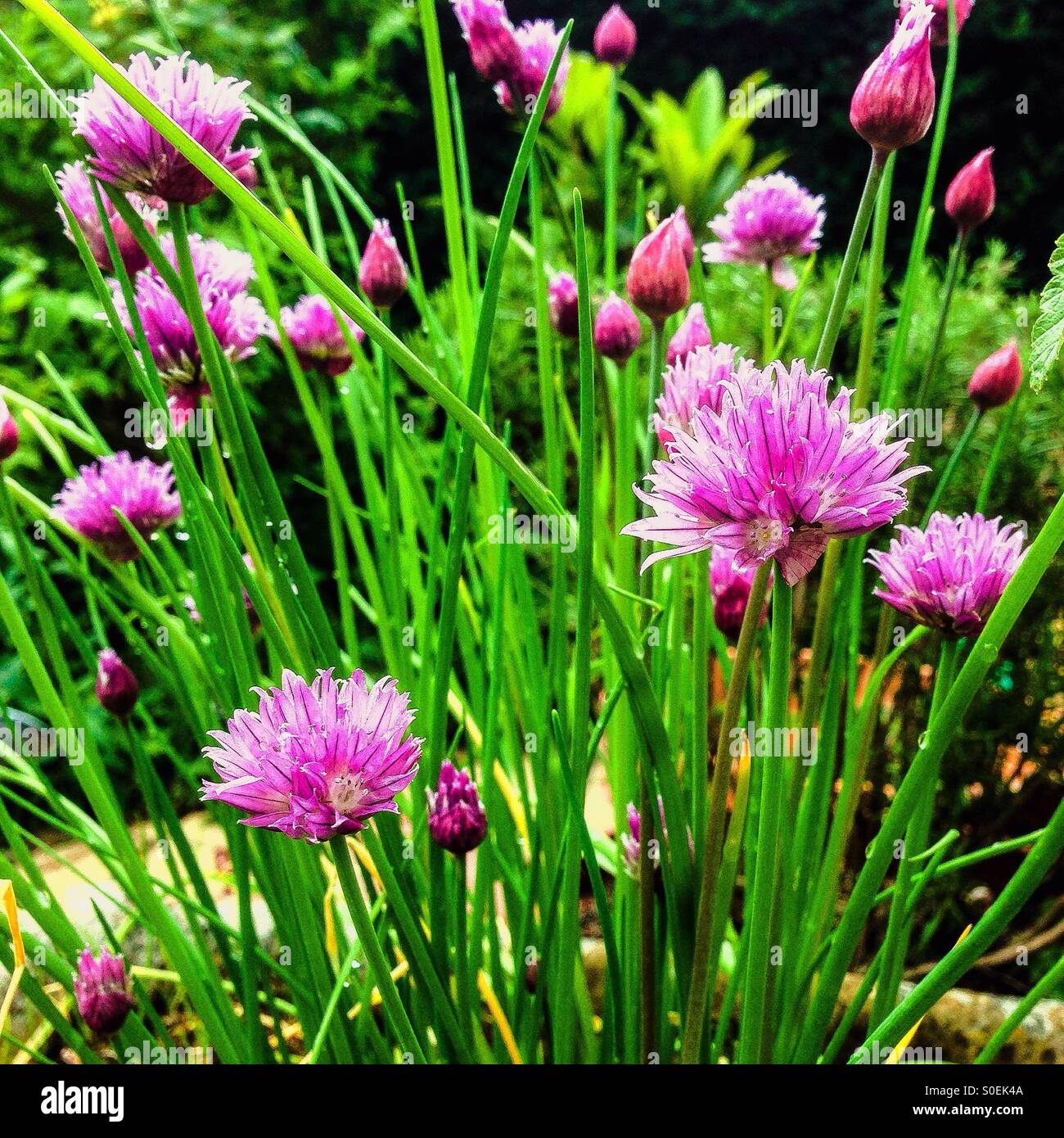 Chives in flower Stock Photo - Alamy