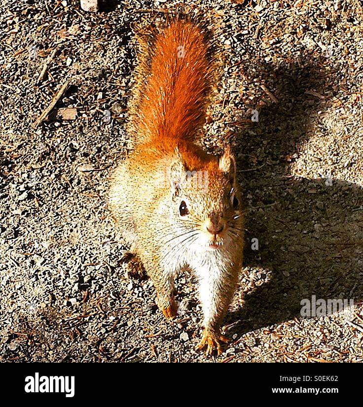 Nervous Squirrel High Resolution Stock Photography and Images - Alamy