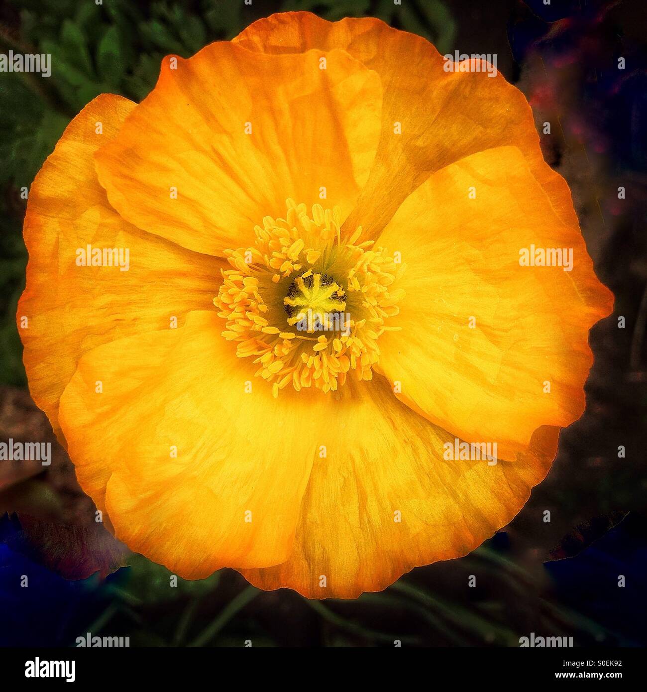 Golden poppy seed hi-res stock photography and images - Alamy