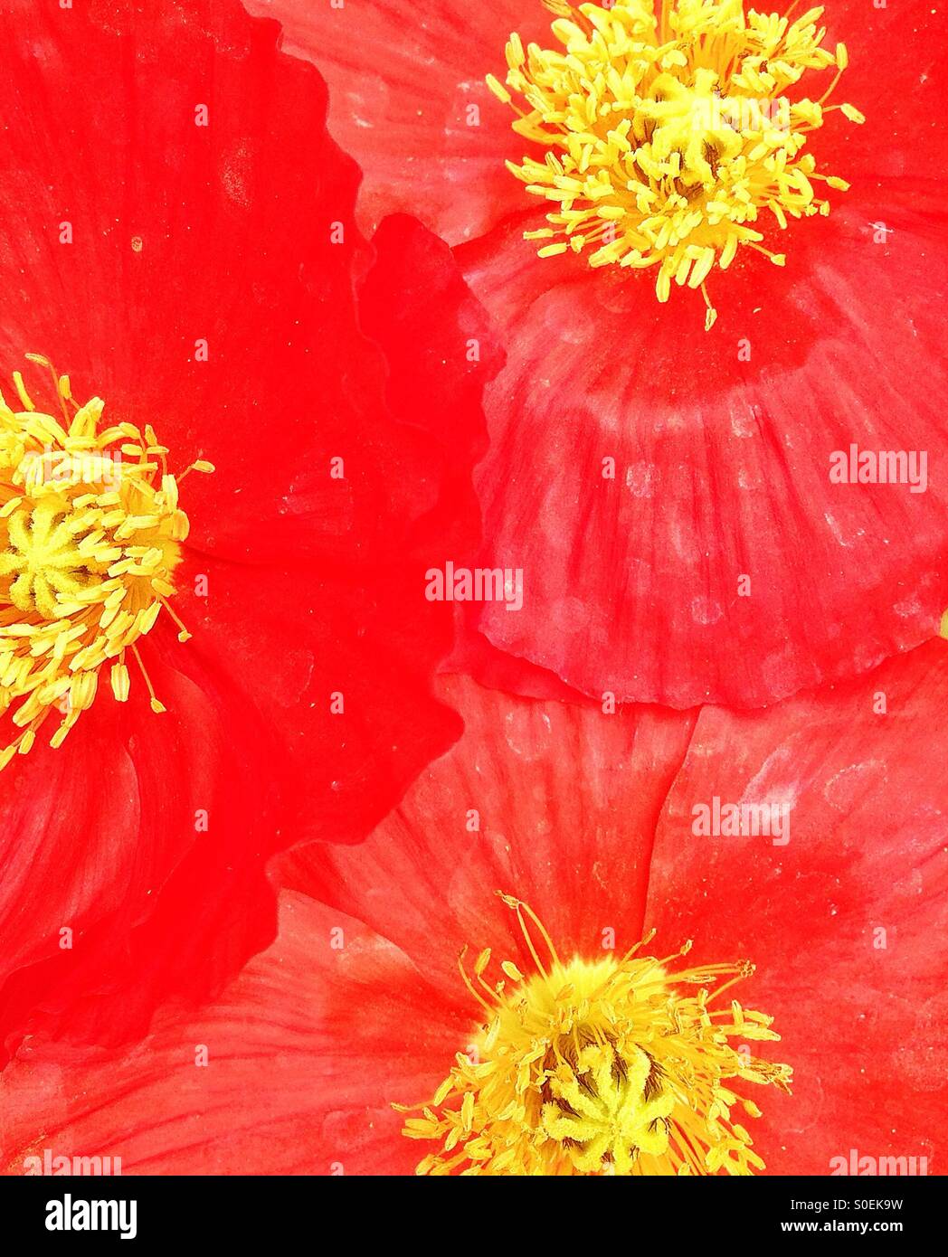 Three red poppies Stock Photo - Alamy