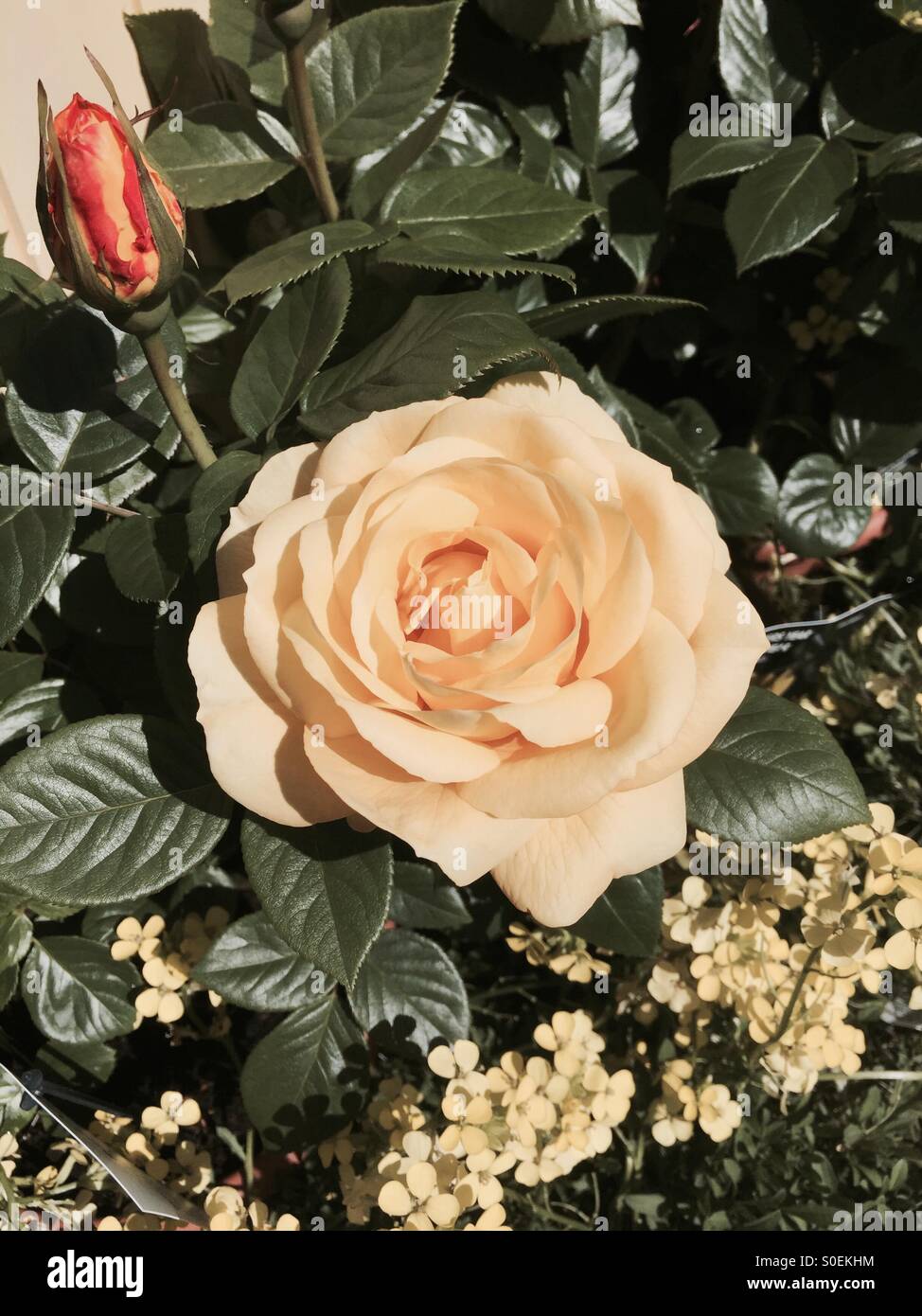 Golden Yellow Rose Stock Photos & Golden Yellow Rose Stock Images - Alamy