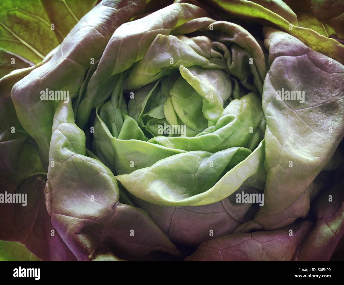 Folded leaves hi-res stock photography and images - Alamy
