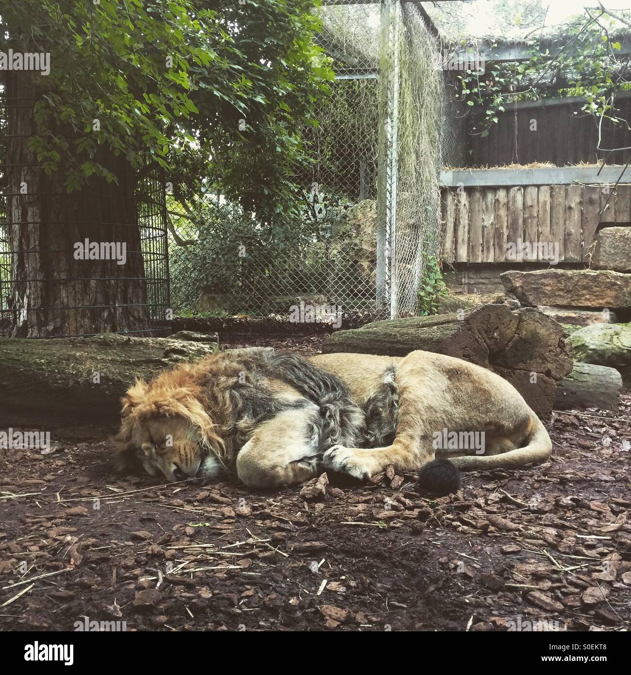 Lion sleeping zoo hi-res stock photography and images - Alamy