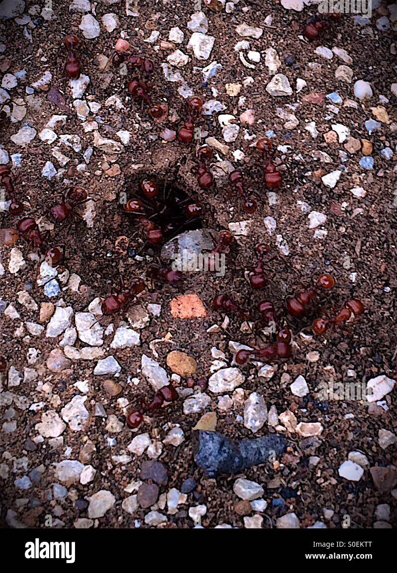 Ant bed hi-res stock photography and images - Alamy