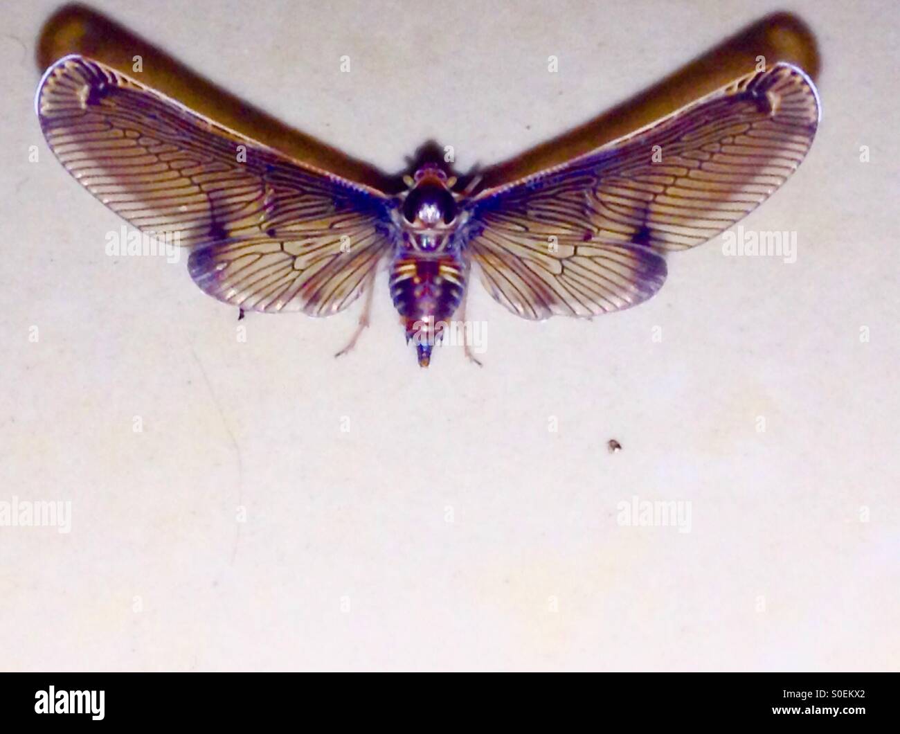 Purple clear winged Moth Stock Photo - Alamy