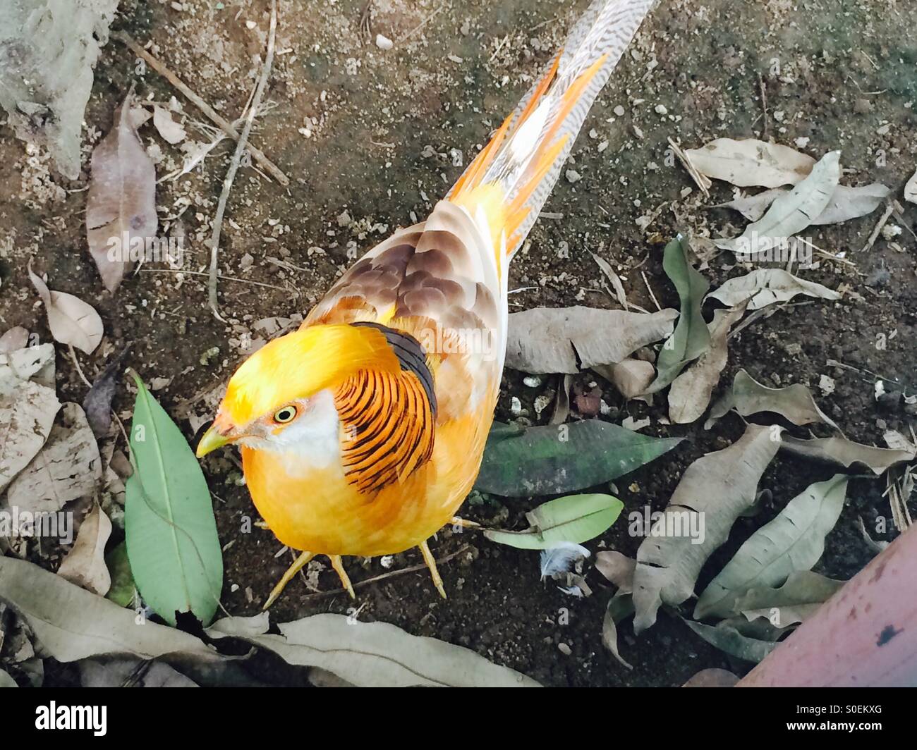 Yellow Golden Pheasant, Thailand Stock Photo - Alamy