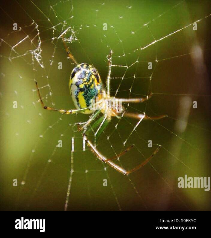 Freaky spider hi-res stock photography and images - Alamy