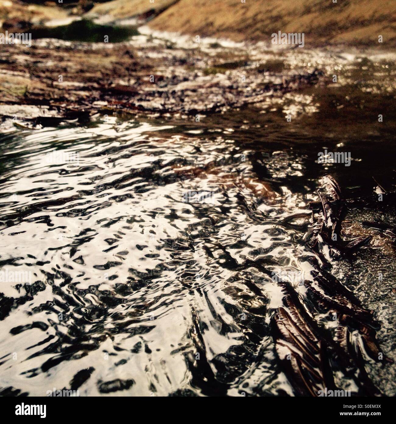 Black current hi-res stock photography and images - Alamy