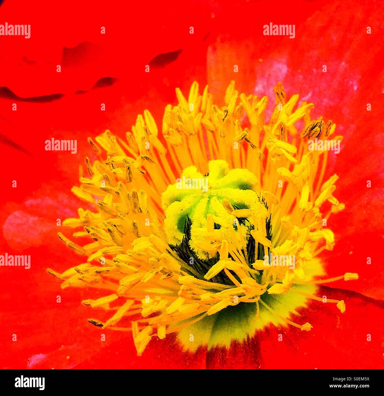 Red Poppy close up Stock Photo - Alamy
