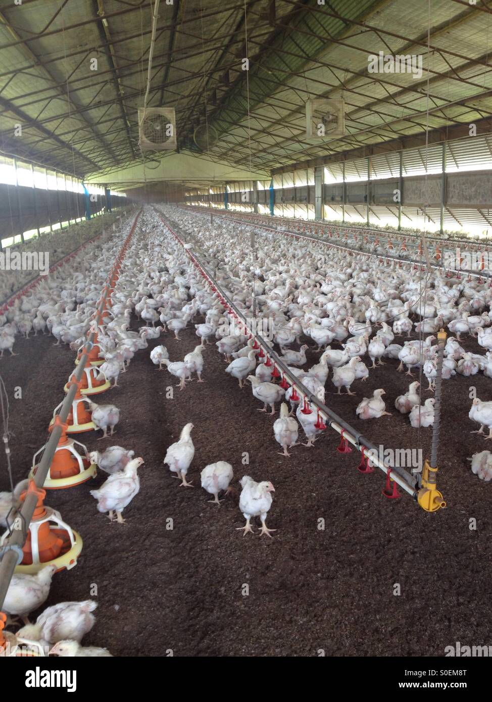 Free range chicken shed hi-res stock photography and images - Alamy