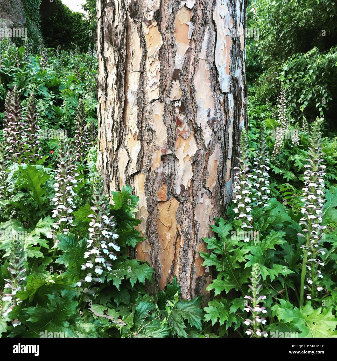 Flowers around tree Stock Photo - Alamy