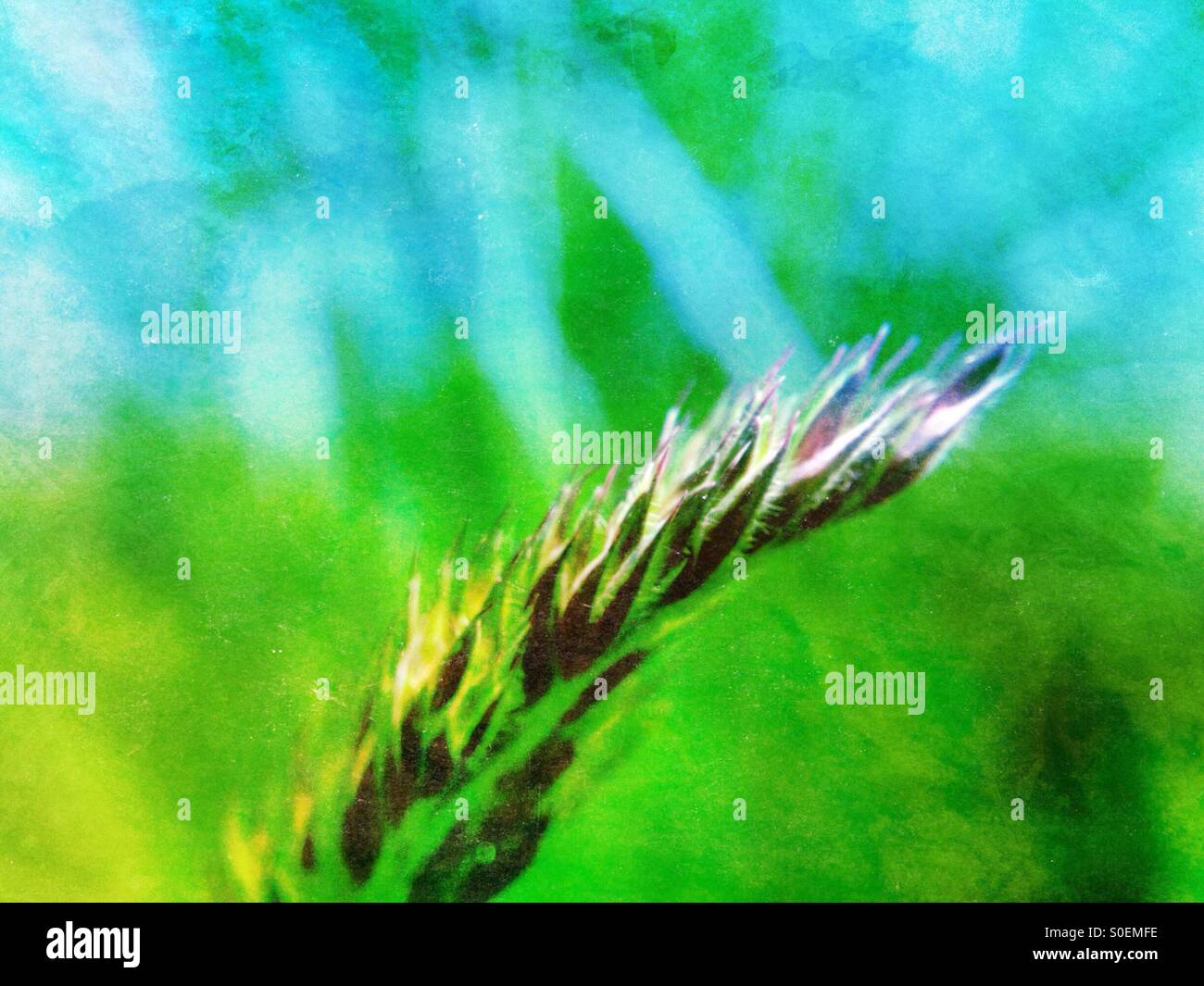 Blade of grass Stock Photo - Alamy