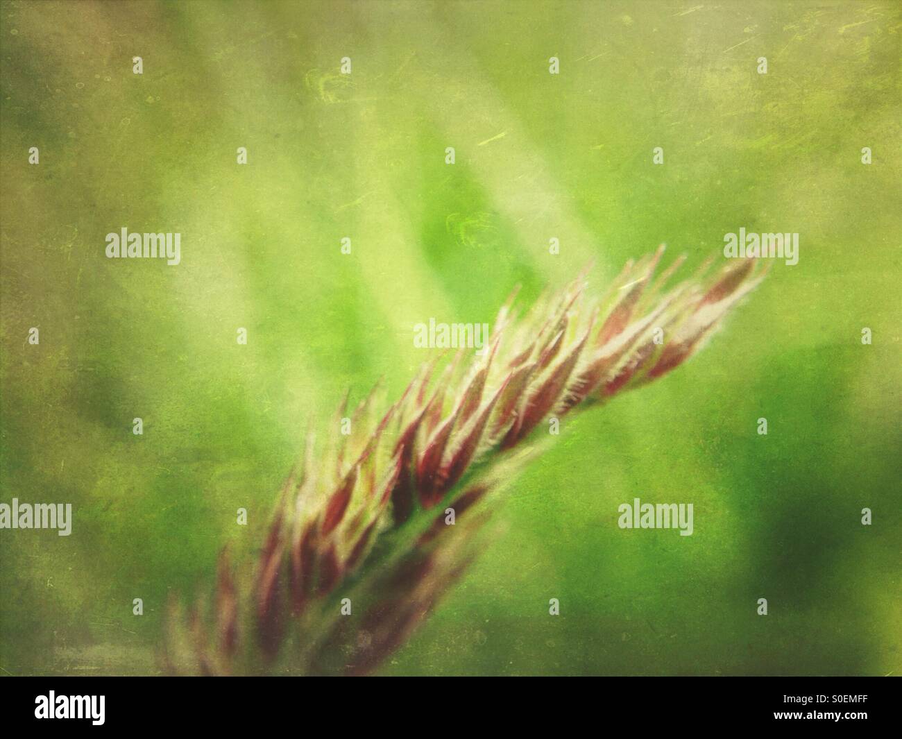 Blade of grass Stock Photo - Alamy